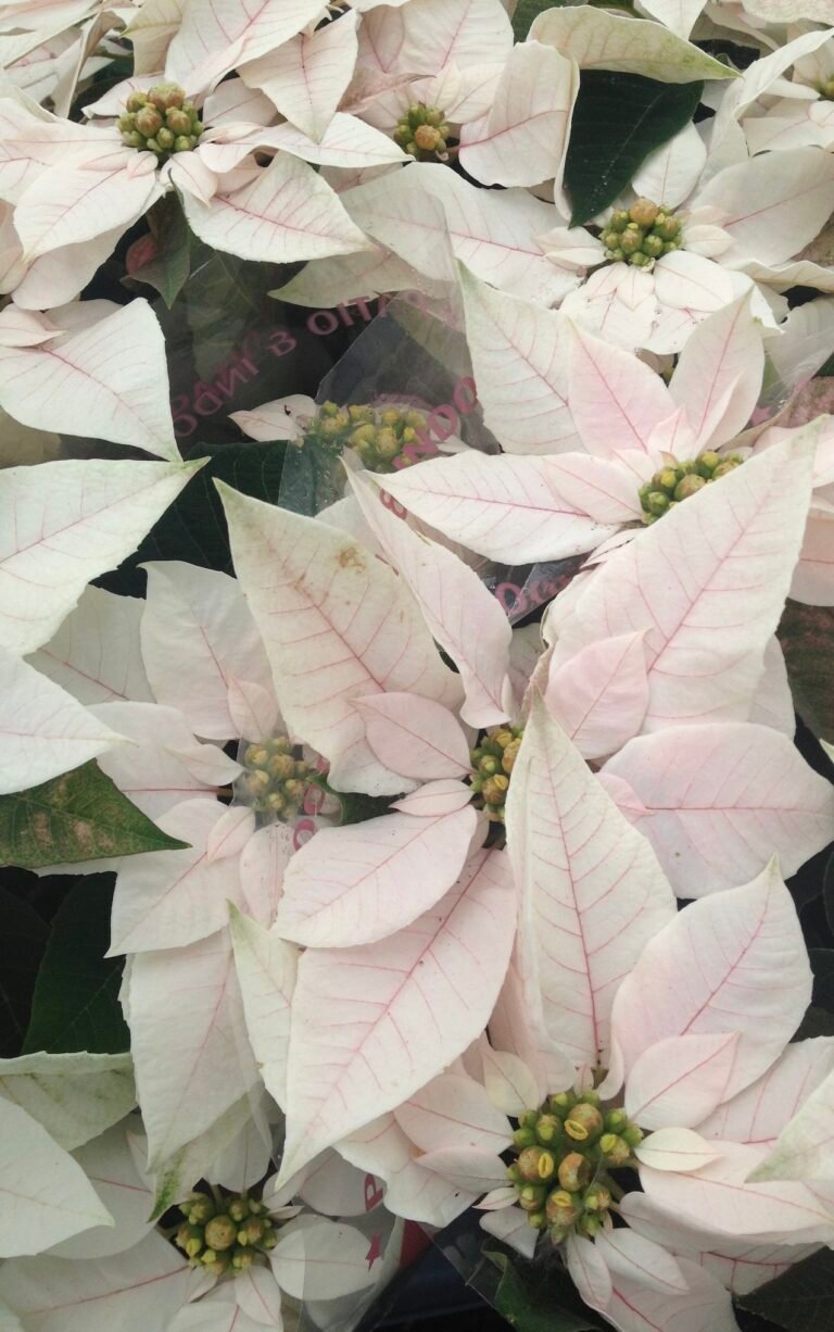 Weihnachtsstern. Sternzeit – Ute Woltron